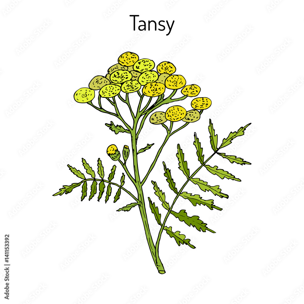 Tansy Tanacetum vulgare , or common tansy Stock-Vektorgrafik | Adobe Stock