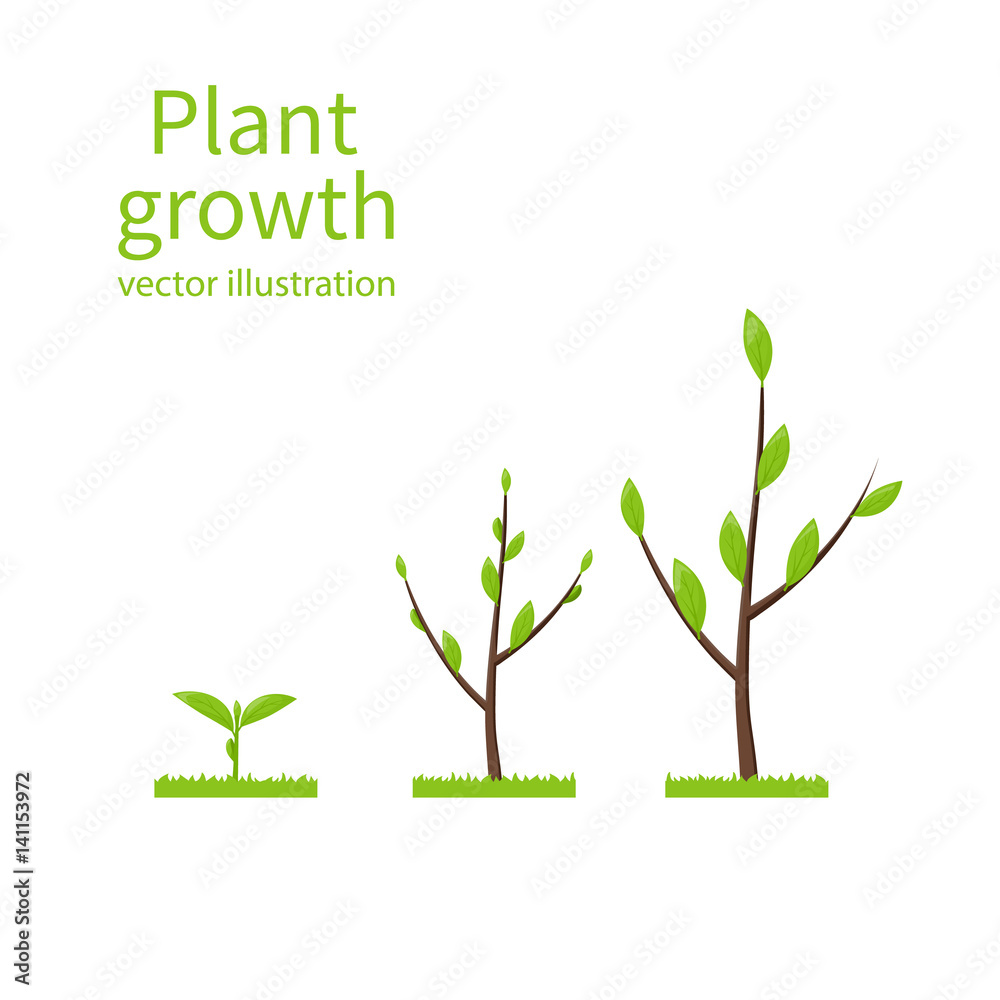 Steps growth tree. Template infographic. Process of growth of tree from ...