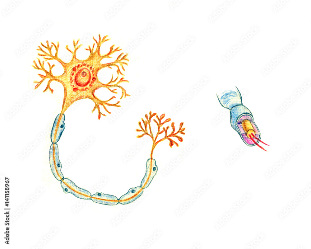 Structure of a typical neuron, hand drawn medical illustration, color ...
