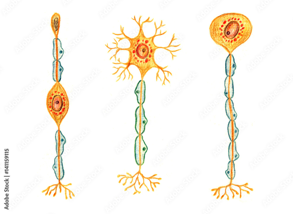 Different kinds of neurons: Bipolar neuron, Multipolar neuron, Unipolar ...
