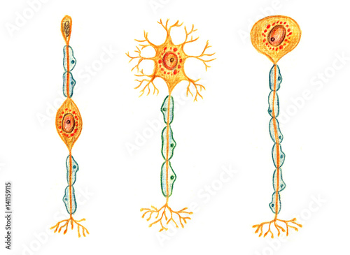 Different kinds of neurons: Bipolar neuron, Multipolar neuron, Unipolar ...