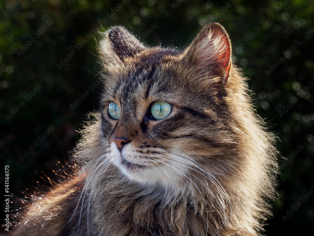 Beautiful furry cat Stock Photo | Adobe Stock