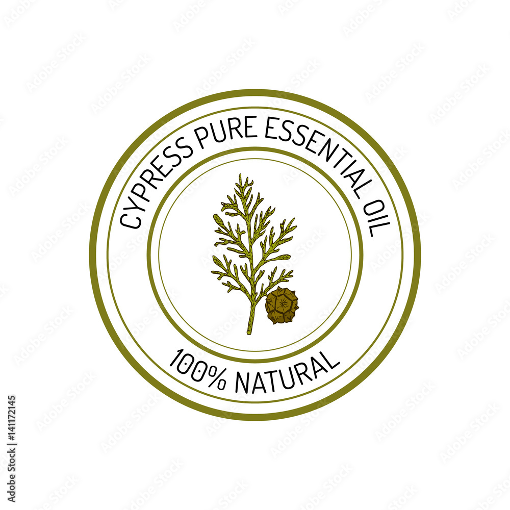 Cypress, essential oil label, aromatic plant Stock Vector | Adobe Stock