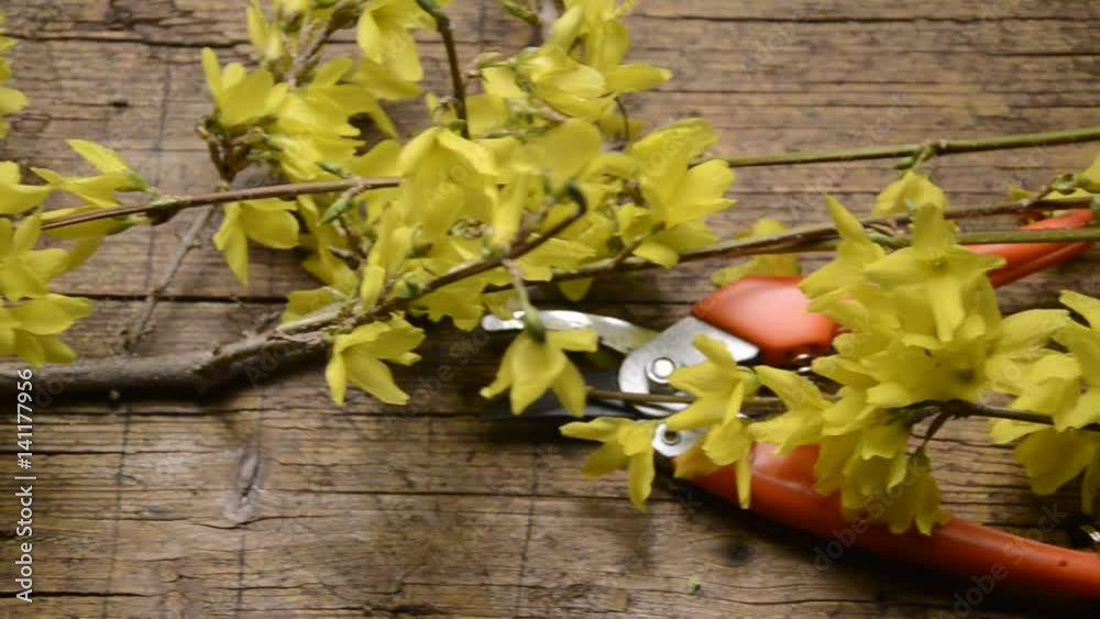 Forsythia 개나리속 レンギョウ 连翘属 Forsycja Forsizia Форзиция Forsiția Forsythien ...