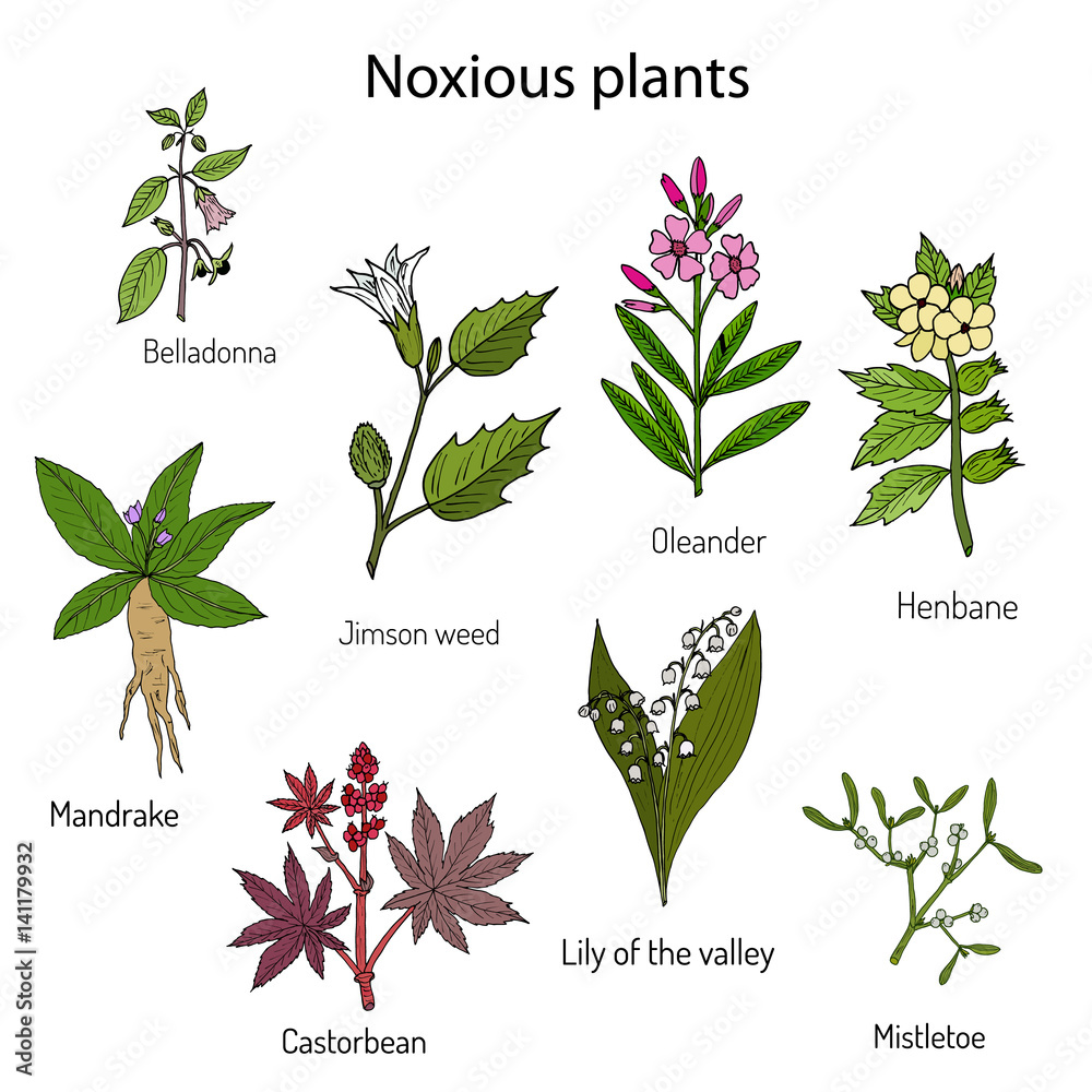 Poisonous plants collection. Stock Vector | Adobe Stock