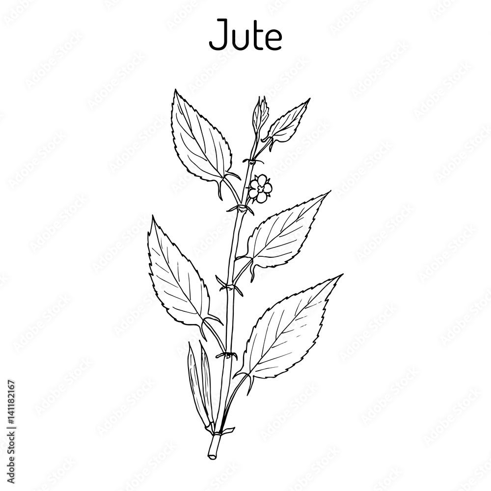 Fiber crop jute Corchorus olitorius , or Nalta-jute, tossa-jute, Jew s ...