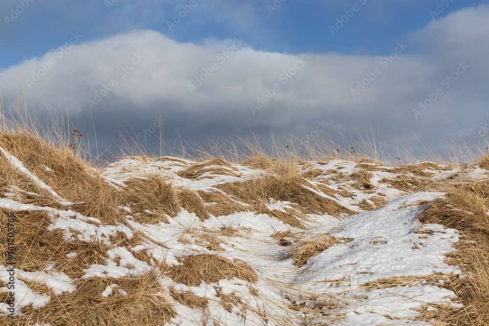 Grasses In Tundra