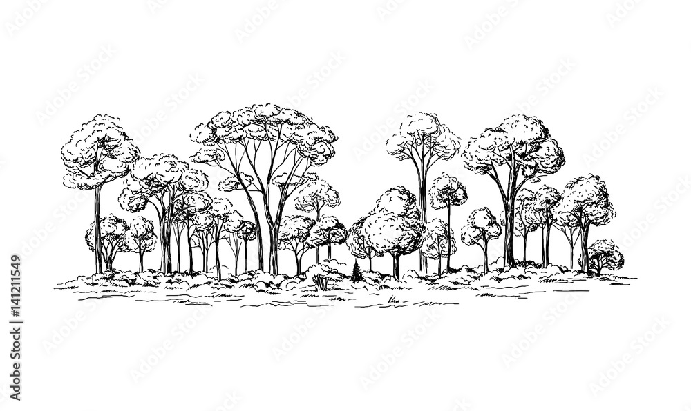 panoramic view of the forest from deciduous trees hand drawn vector ...
