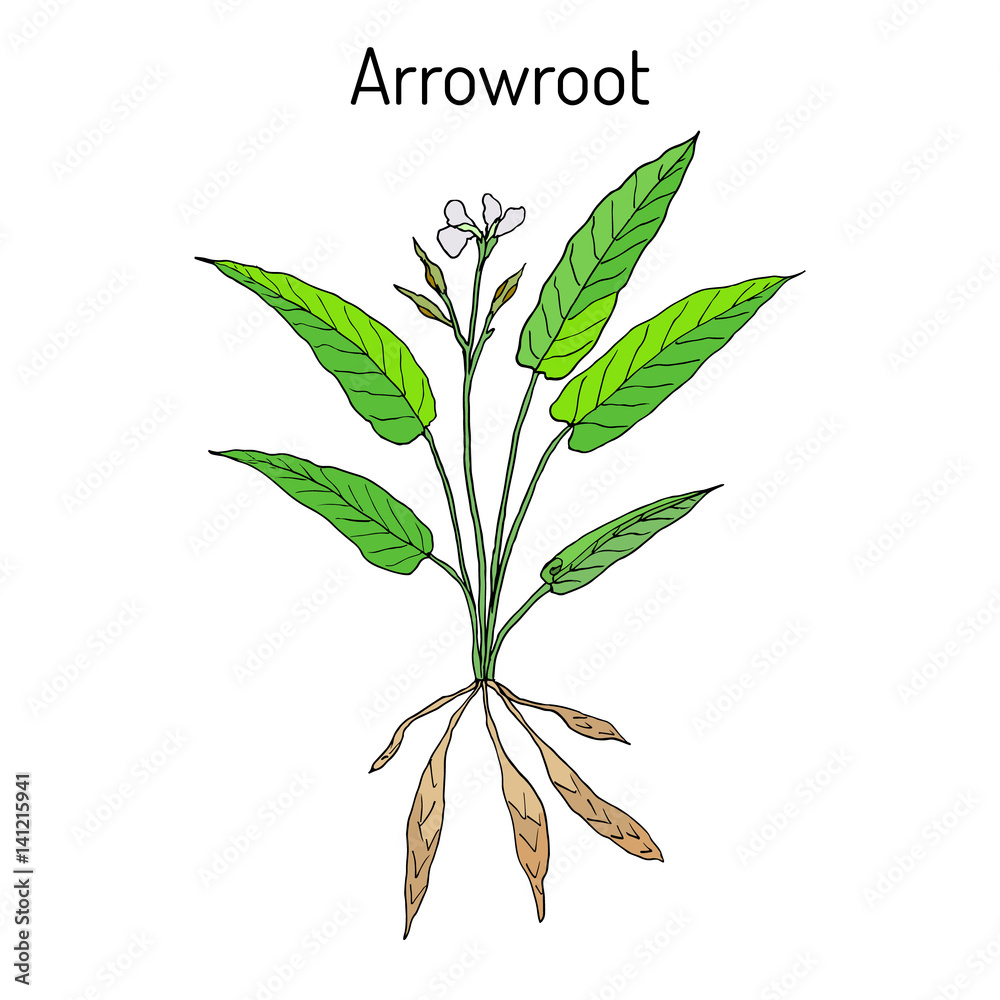 West Indian arrowroot Maranta arundinacea , or obedience plant, araru ...