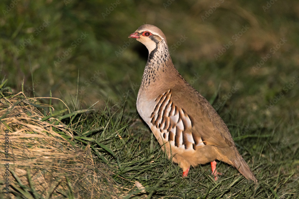 Red-legged partridge (Alectoris rufa) in profile. Gamebird in the ...