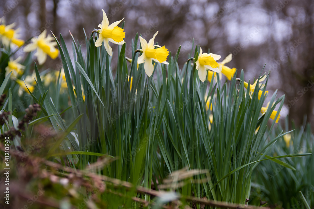 Wild daffodils (Narcissus pseudonarcissus pseudonarcissus). Native ...