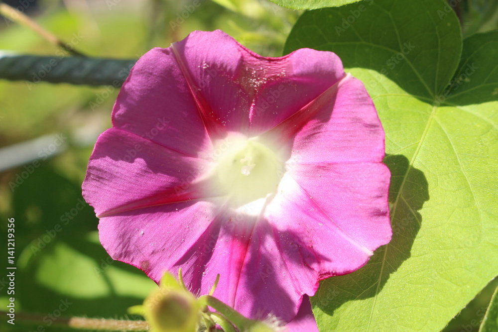 Pink "Common Morning Glory" flower (or Tall Morning Glory) in St ...