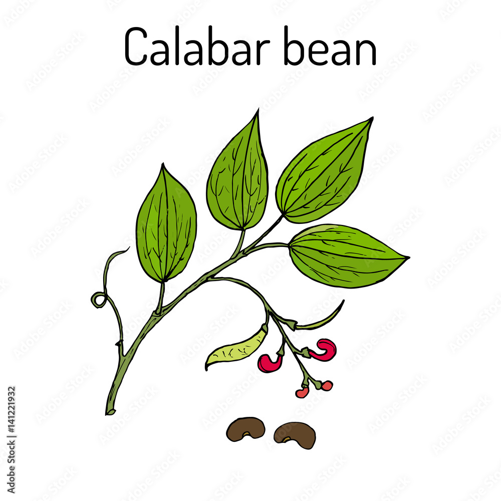 Calabar Bean Physostigma Venenosum , medicinal plant Stock Vector ...