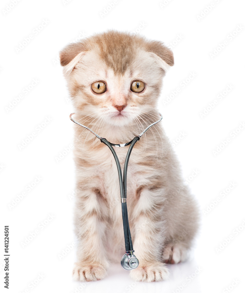 Cat with a stethoscope on his neck. looking at camera. isolated on ...