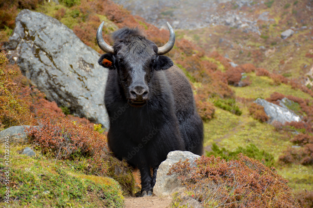 Black yak standing on the track in the himalayan mountains, Nepal Stock ...