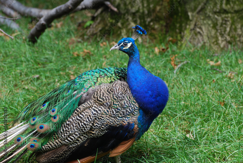 Black Shoulder Peacocks
