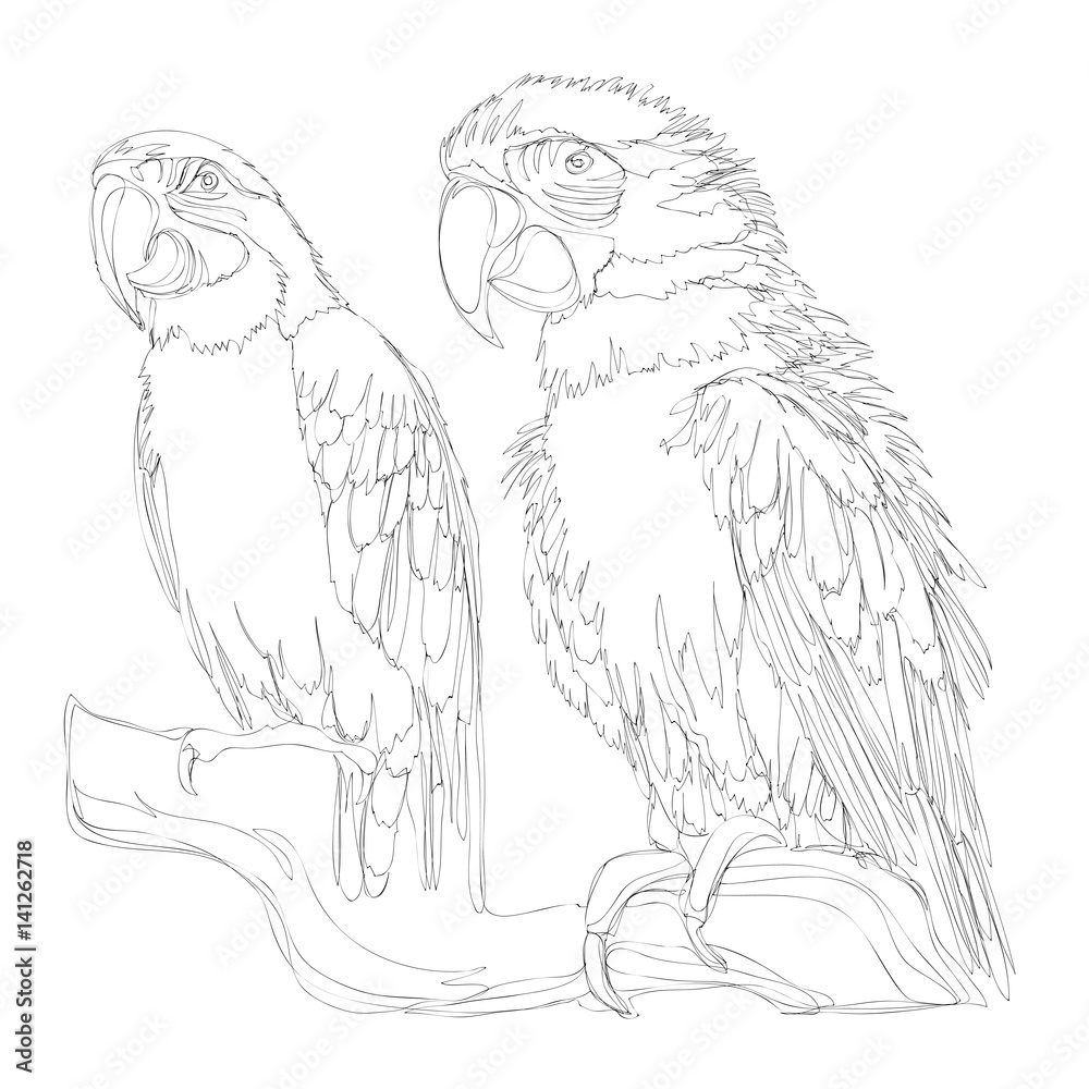 amazing parrots line art continuous line drawing Stock Vector | Adobe Stock