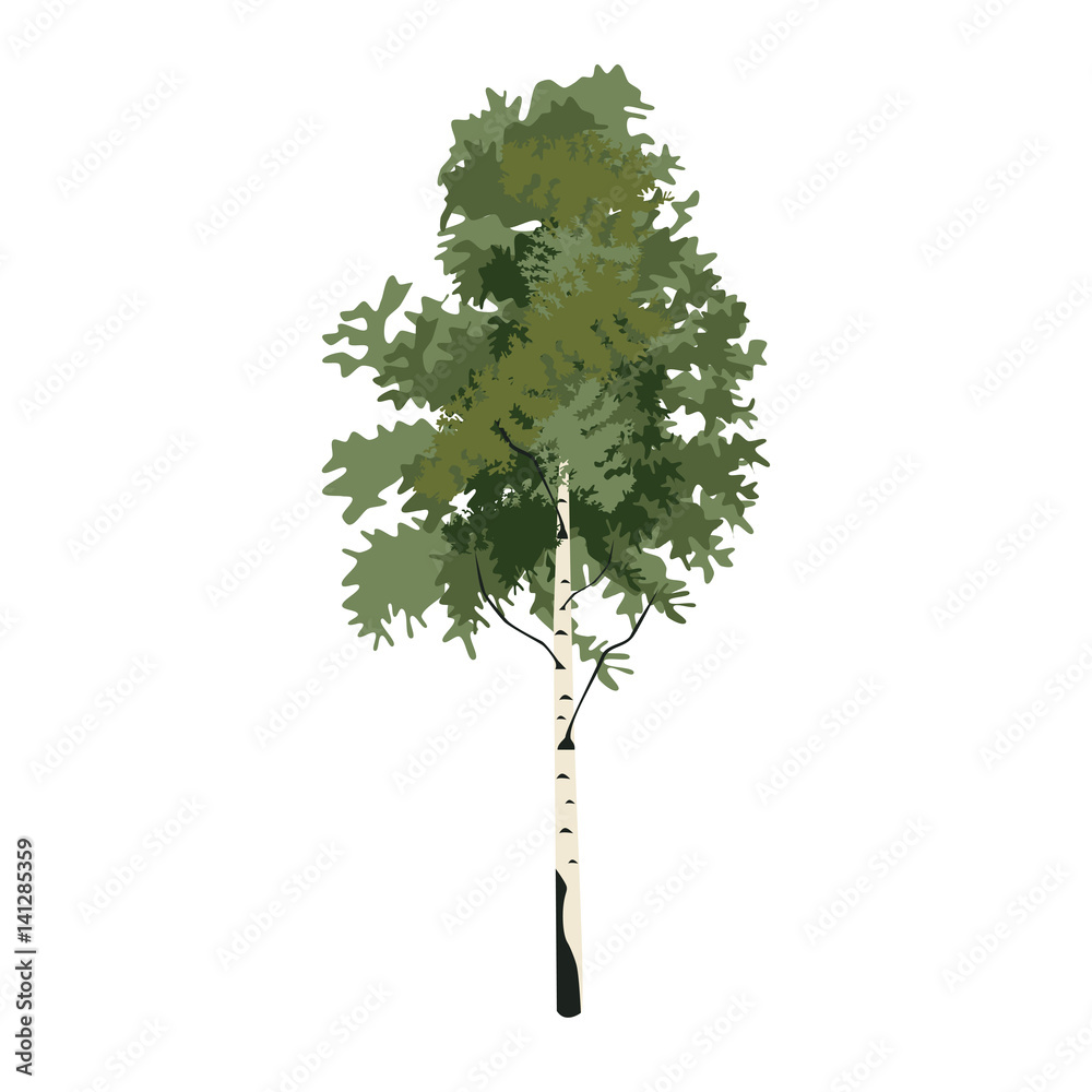 Poster Tree birch clip art, vector – Wall Art | UkPosters