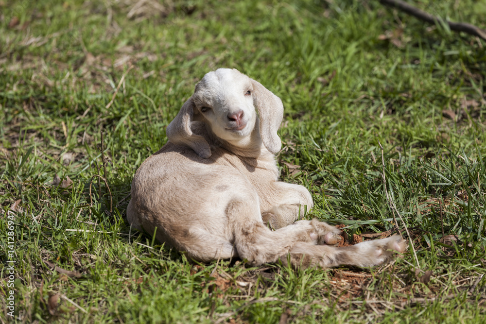 Cute Goats Smiling