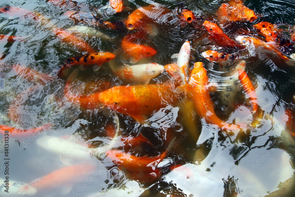 Goldfish in freshwater aquarium with green beautiful planted tropical ...