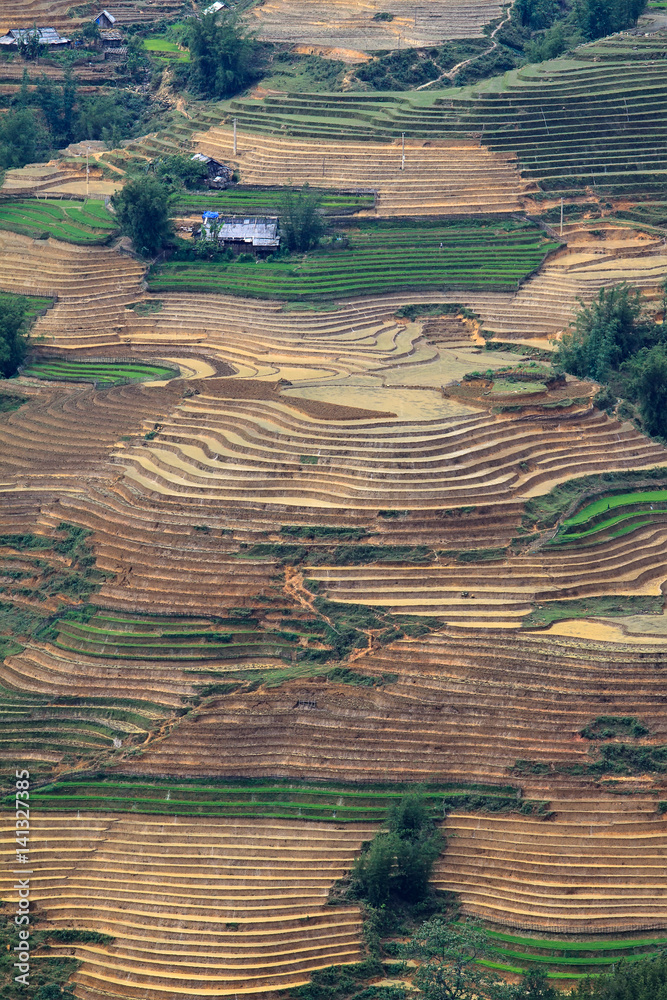 Terraced rice fields in Vietnam Stock Photo | Adobe Stock