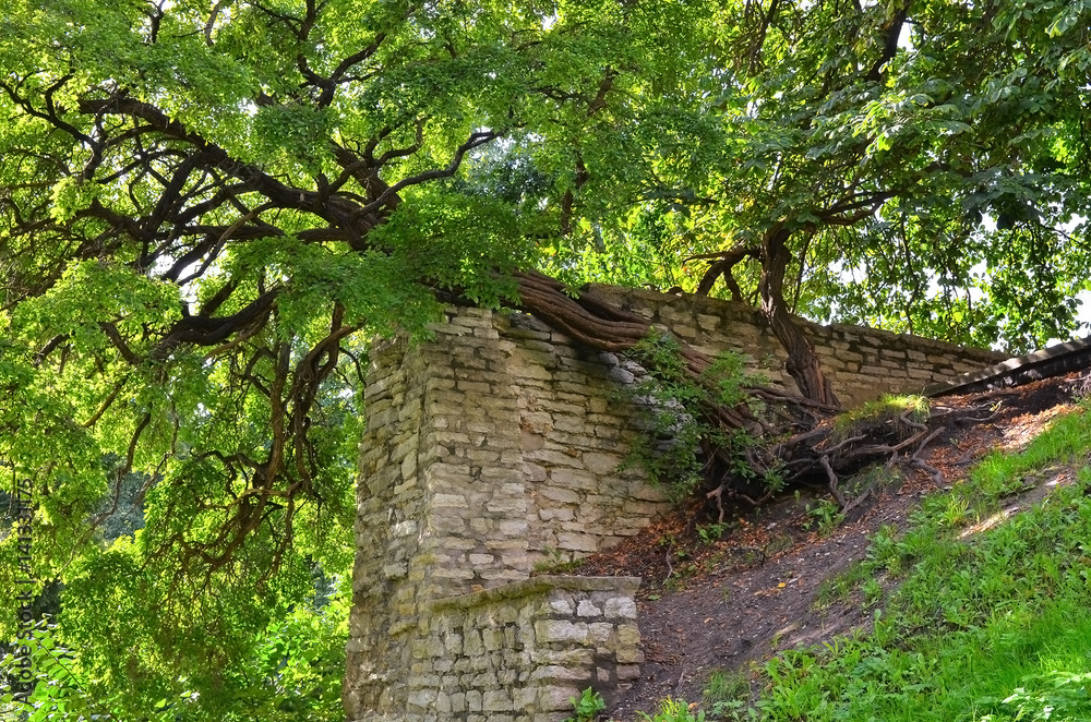 Forest tree with branches and green leaves growing against an old ...