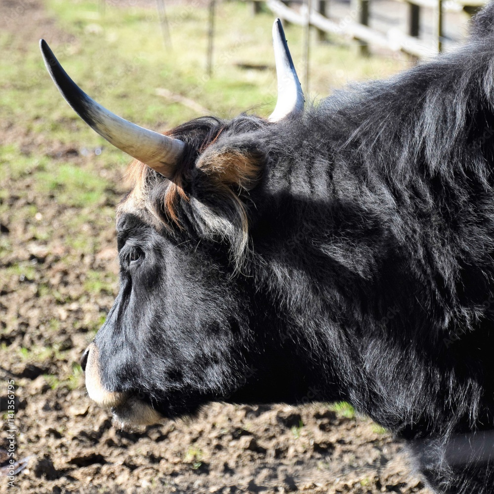 Der Auerochse, ein Urrind, ist eigentlich ausgestorben, eine Nachzucht ...