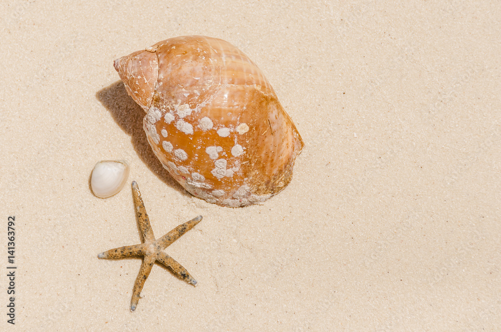 Malediven, Seestern, Muschel, Sandstrand, Sand, Meer, Ari-Atoll, Insel ...
