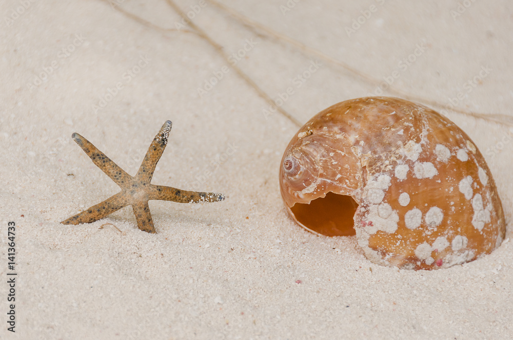 Malediven, Seestern, Muschel, Sandstrand, Sand, Meer, Ari-Atoll, Insel ...