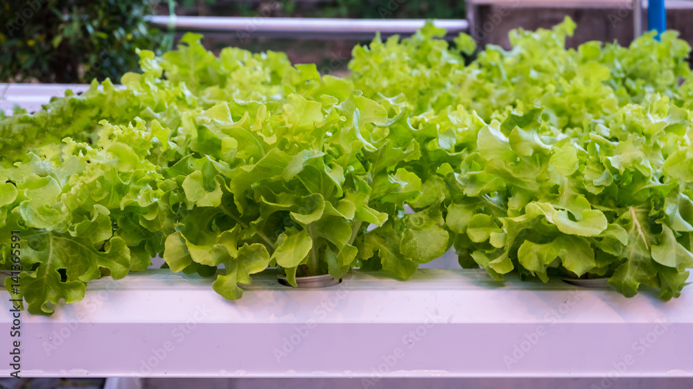 Green Oak Vegetable hydroponics method of growing plants is agriculture ...