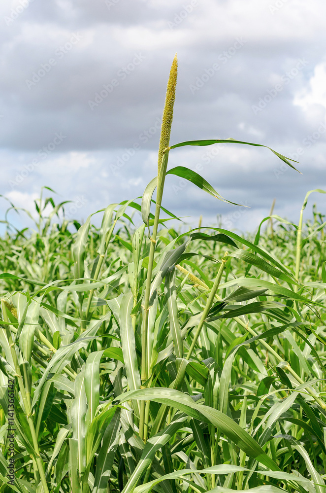 Planting and production of millet Stock Photo | Adobe Stock