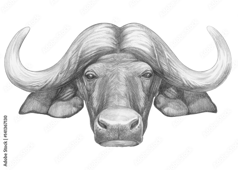 Portrait of Buffalo. Hand-drawn illustration. Stock Illustration ...