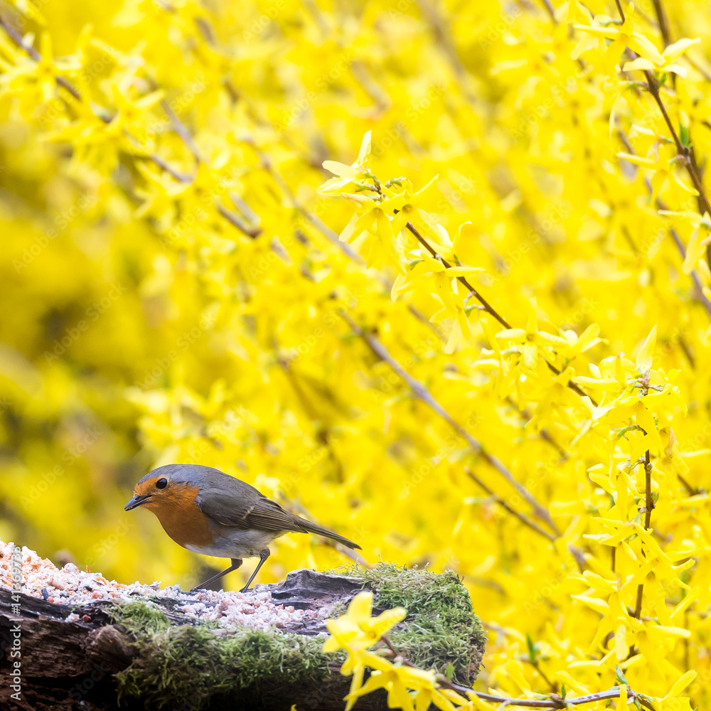 Tit, Robin in spring eating seeds and fat in a garden, yellow ...