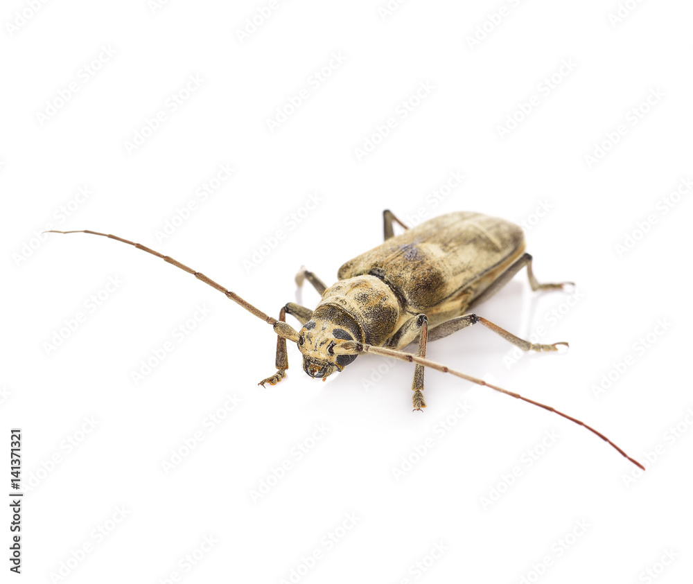beetle isolated on white background Stock Photo | Adobe Stock