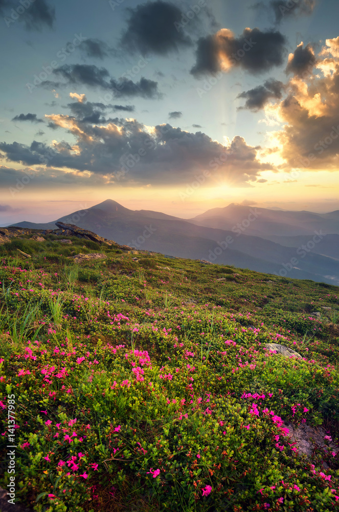 Field Of Flowers Mountains Sunrise