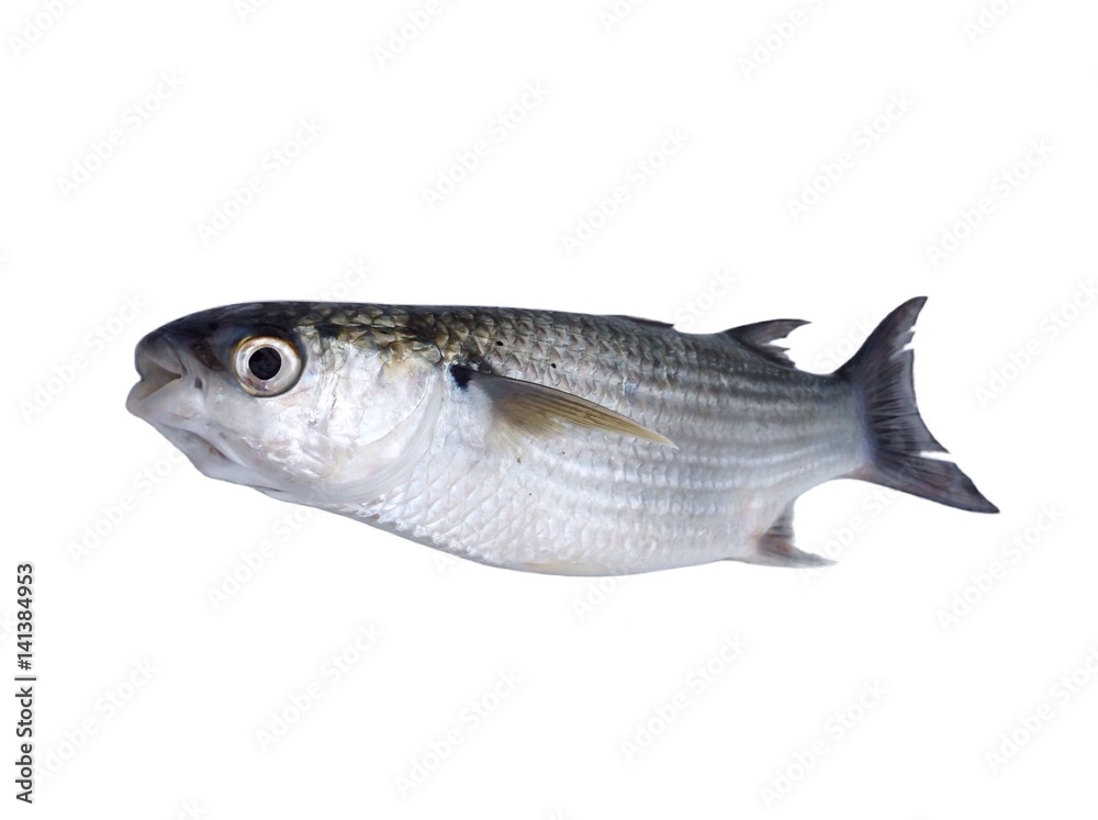Mullet fish on white background Stock Photo | Adobe Stock