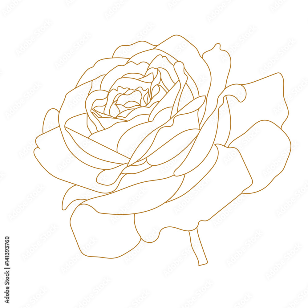 Rose Flower Vector Outline