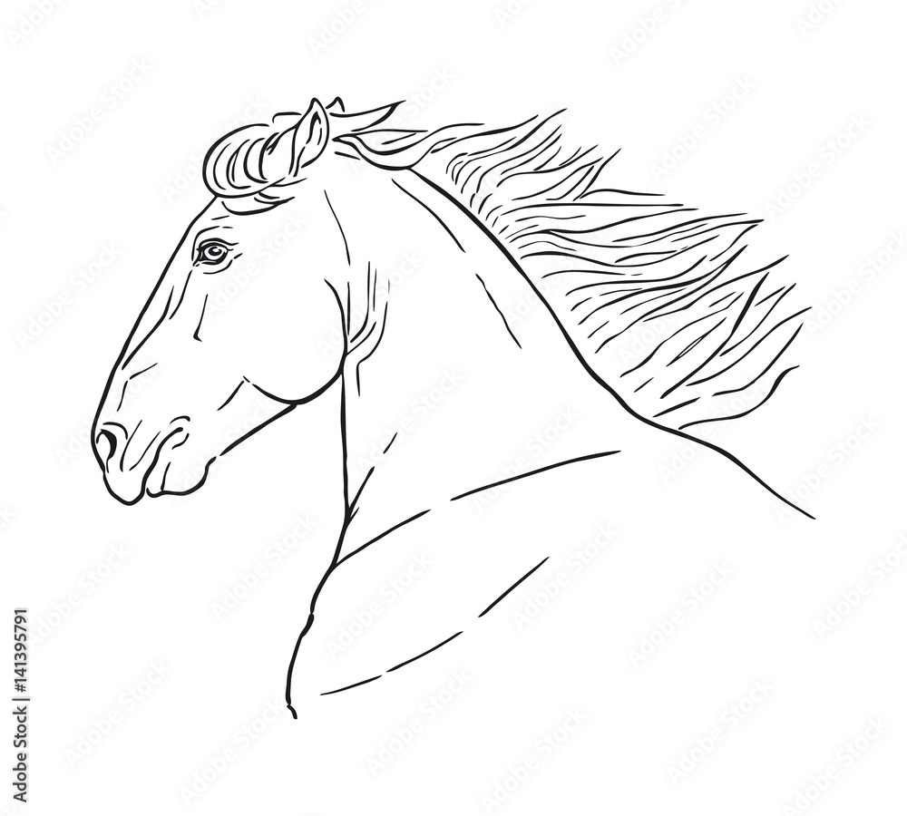 Line drawing of a horse's head on a white background. Running horse ...