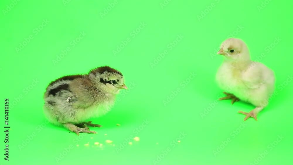 Group of small young chicken chicks on Green screen ready to be keyed ...
