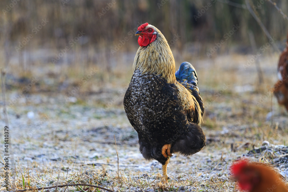 rooster neck with a gold standing on one leg Stock Photo | Adobe Stock