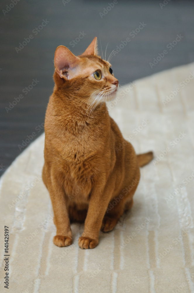 Red Abyssinian Kittens