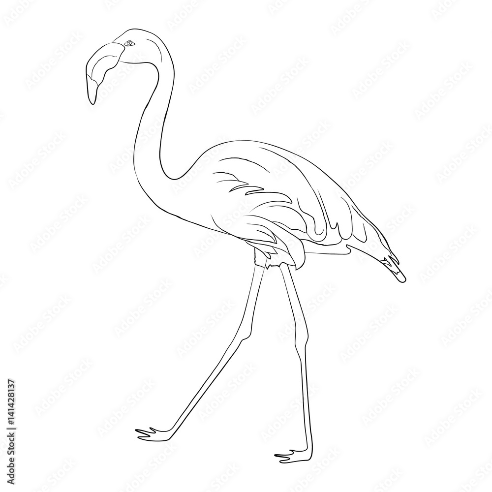 Hand drawn flamingo black outline sketch. Vector illustration Stock Vector | Adobe Stock
