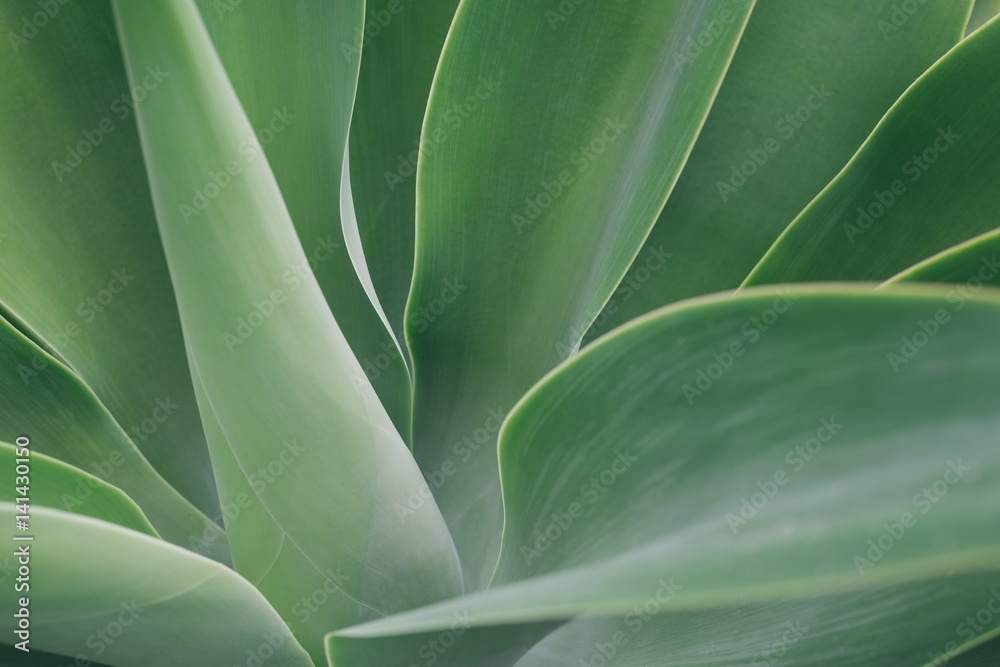 Agave leaf texture background Stock Photo | Adobe Stock