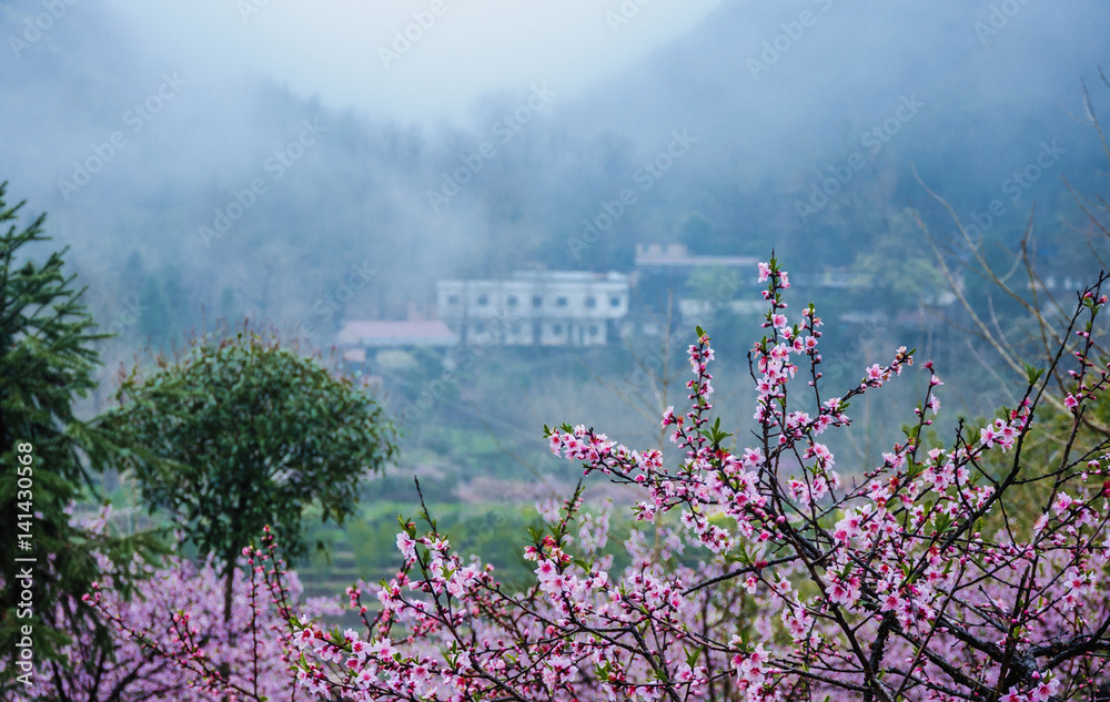The peach flower fields in spring Stock Photo | Adobe Stock