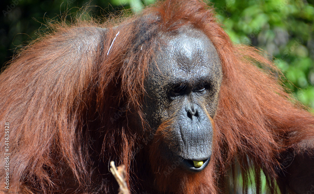 The orangutans, orang-utan, orangutang, or orang-utang) are the two ...