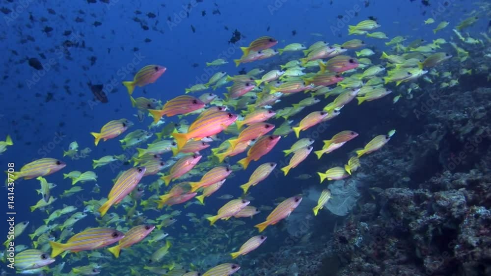 School of yellow striped fish on background of clean clear water of ...