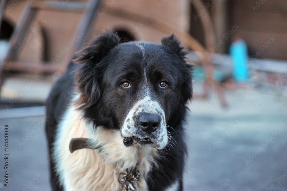 Beautiful black and white alabai central Asian shepherd dog Stock Photo ...