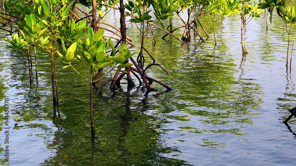 Mangrove forest in tropical coastal. Mangroves are salt tolerant trees ...
