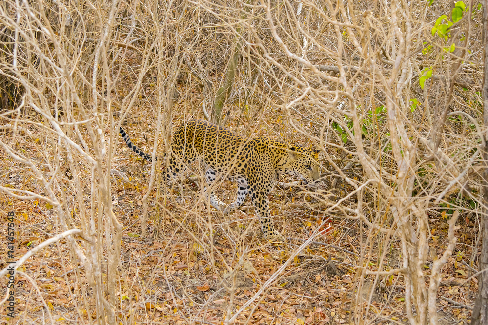Foto de Mimetic animal in its natural habitat. Sri Lankan leopard ...