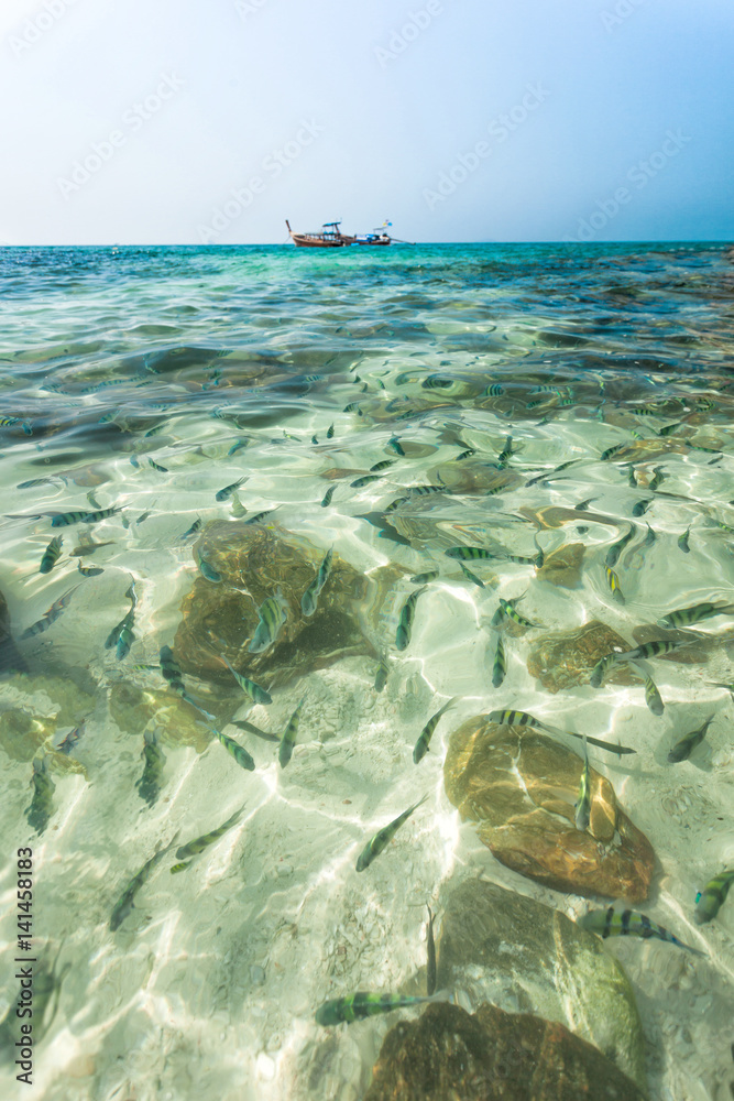 clear sea fish see through blue sky Stock Photo | Adobe Stock